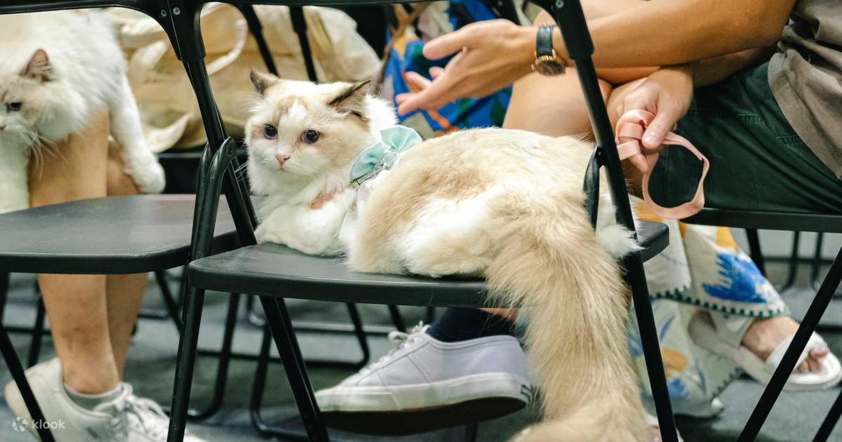Bawa kucing berbulu anda ke Ekspo Kucing Asia 2024! - Klook Amerika Syarikat